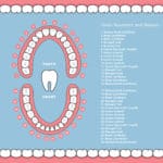 Tooth Number Chart for Adults and Children | Grosse Pointe Dentist