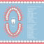 Tooth Number Chart for Adults and Children | Grosse Pointe Dentist